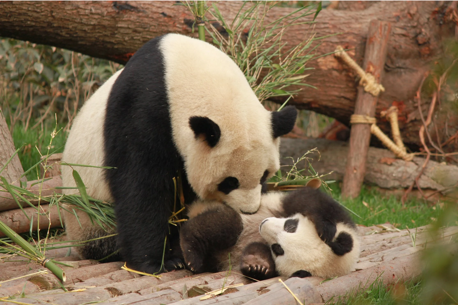 Python List Of Dicts To Pandas DataFrame Be On The Right Side Of Change