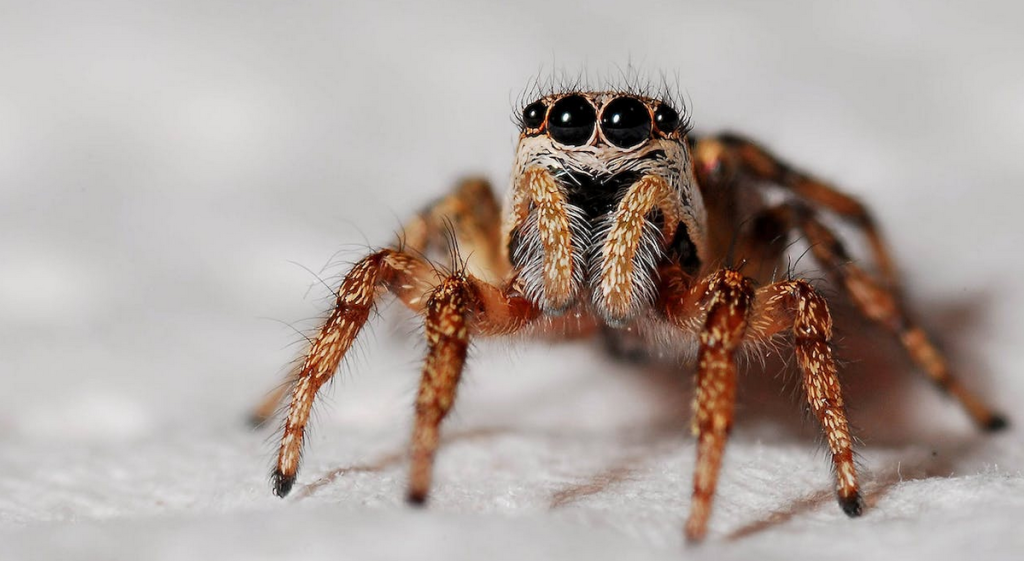 3 Pythonic Ways to Download a PDF from a URL – Be on the Right Side of ...