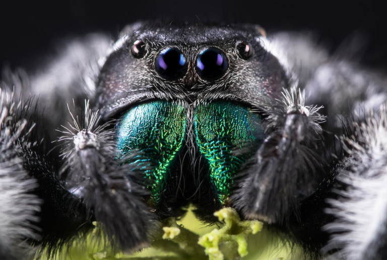 3 Pythonic Ways to Download a PDF from a URL – Be on the Right Side of ...